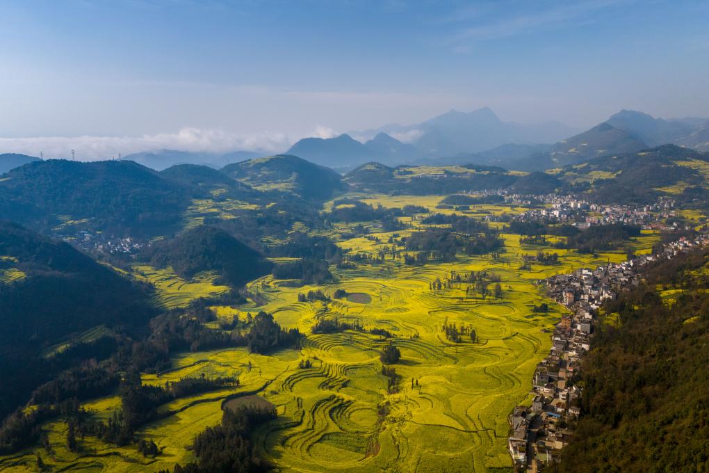 مشاهد من حقول أزهار الكول في الصين